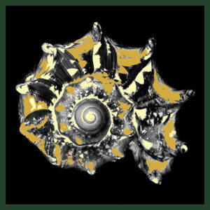 shell-colored – Anima
